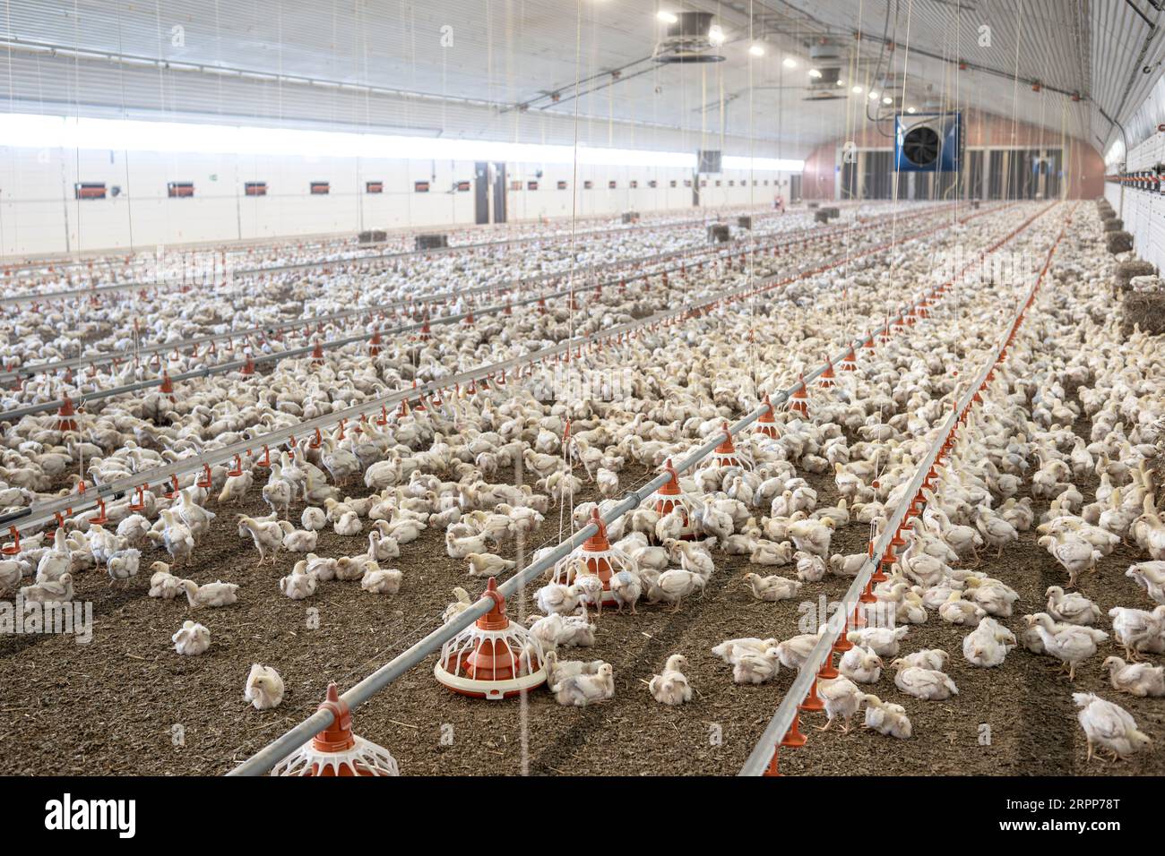 Hubbard chicken hi-res stock photography and images - Alamy