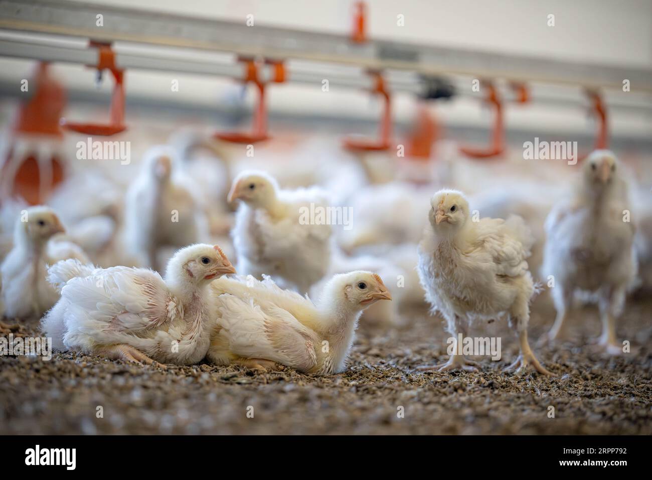 Hubbard chicken hi-res stock photography and images - Alamy