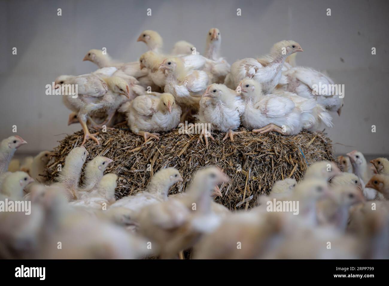 Dutch agriculture poultry hi-res stock photography and images - Alamy