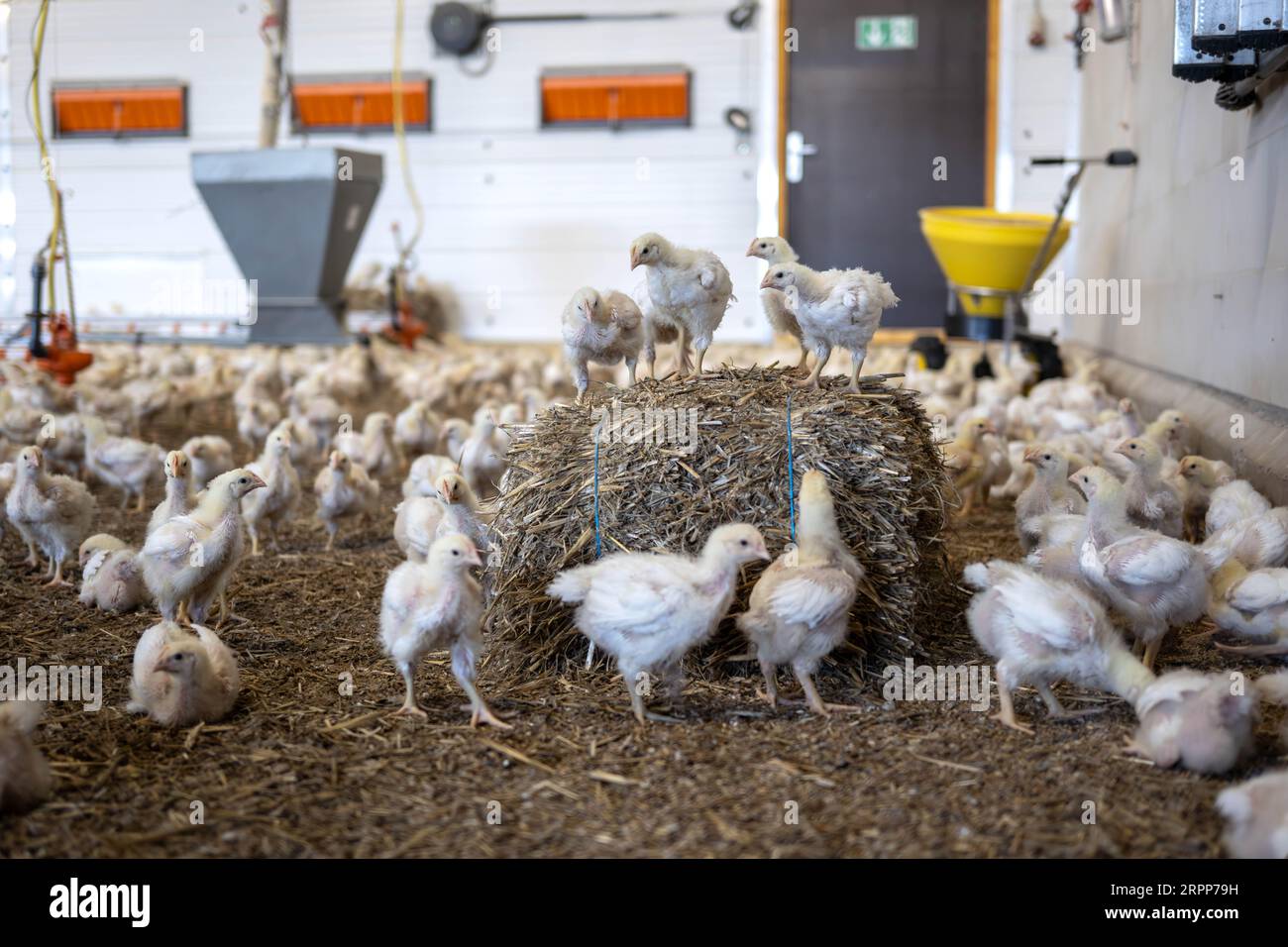 Dutch agriculture poultry hi-res stock photography and images - Alamy
