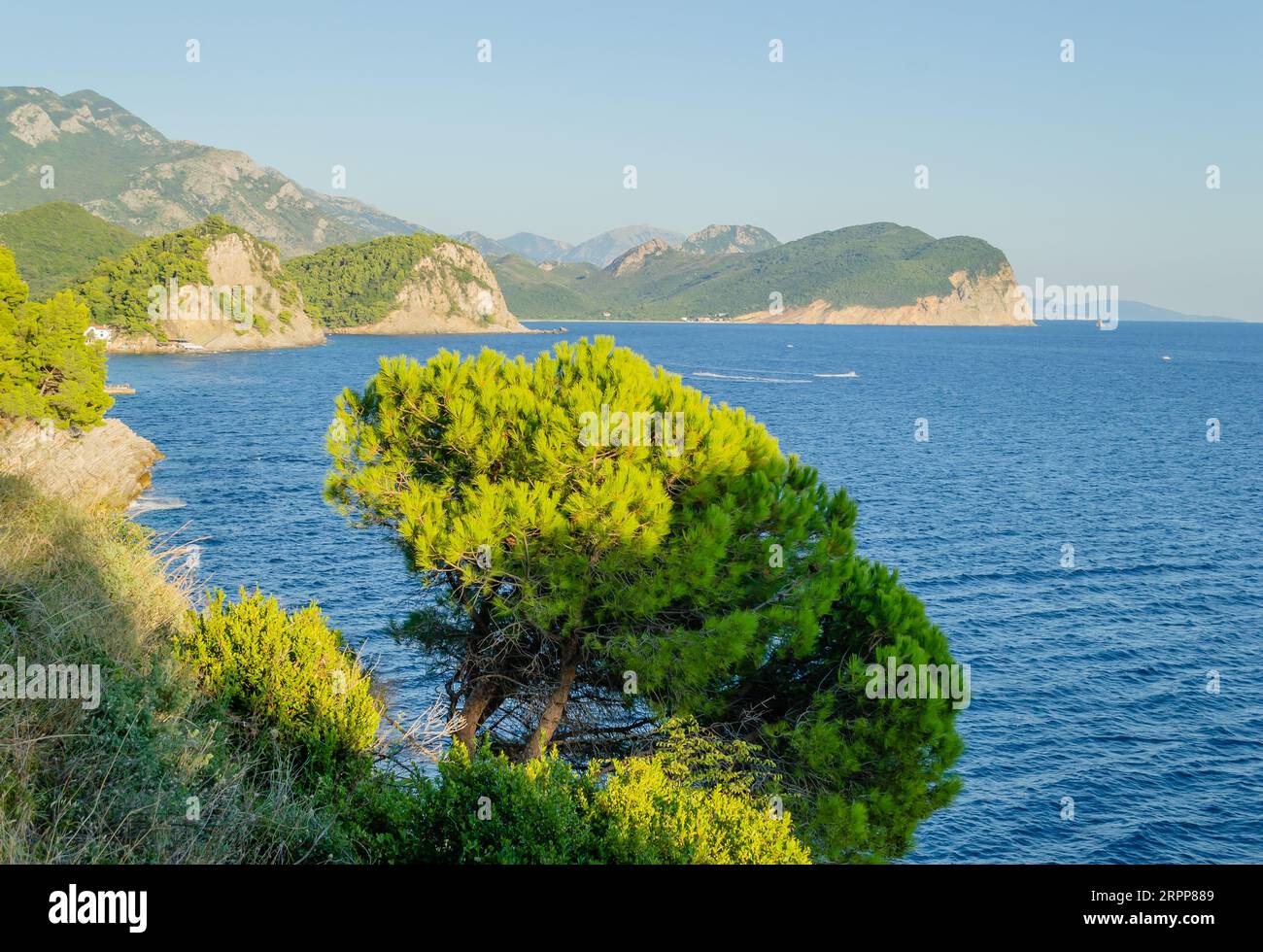 Sunlit cliffs, covered with branches of evergreen trees, in Petrovac na ...
