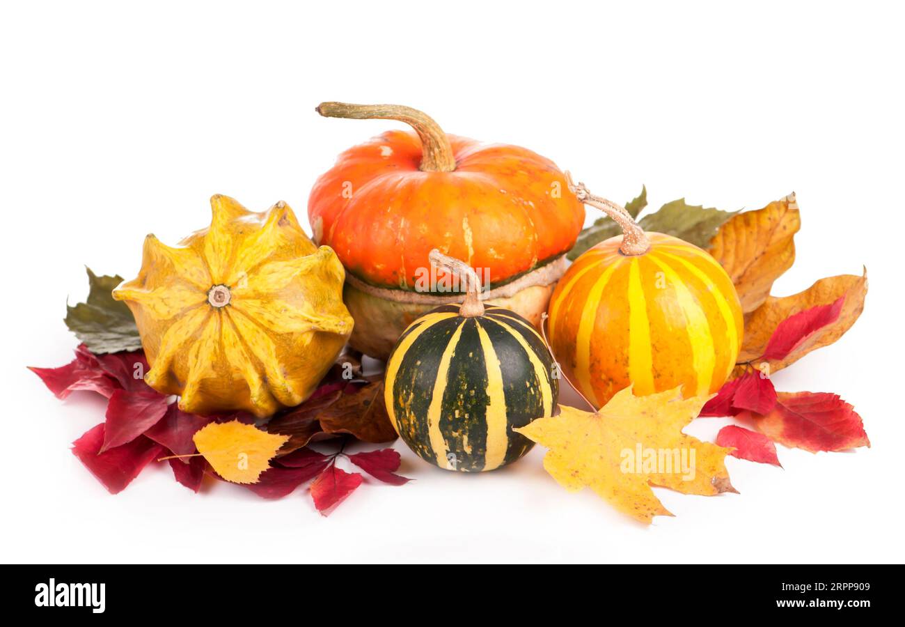 Group of pumpkins isolated on white background Stock Photo - Alamy