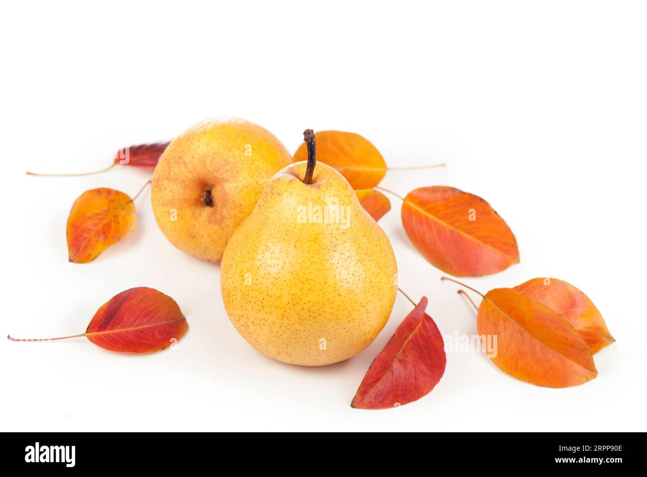 Fresh ripe fruits of pears with leaves isolated on white background ...