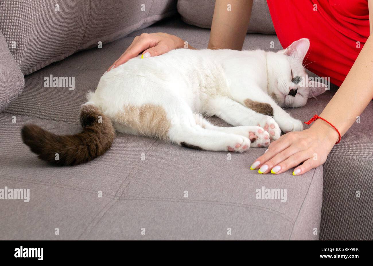 Beautiful woman cute cat hi-res stock photography and images - Alamy