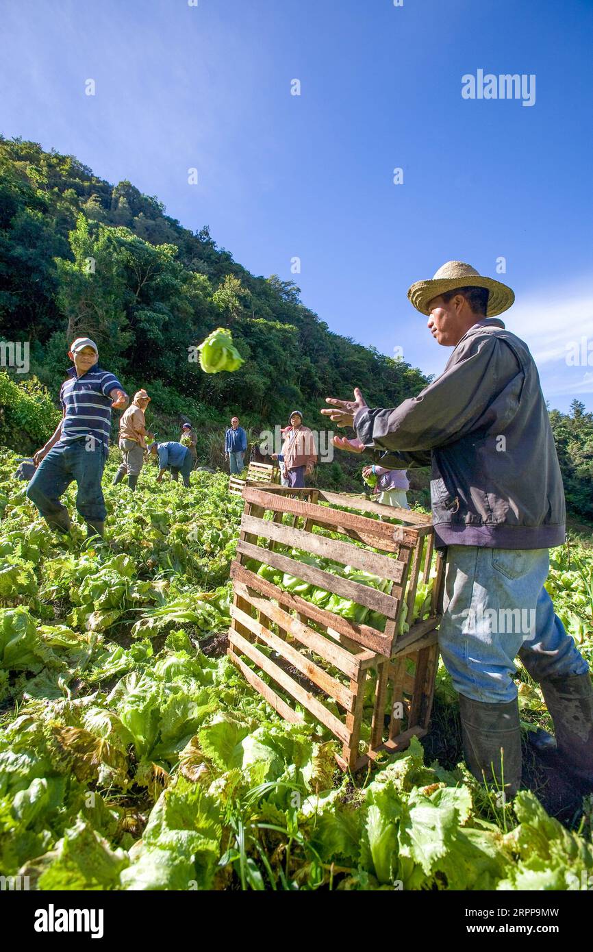 Agricultural activities hi-res stock photography and images - Alamy