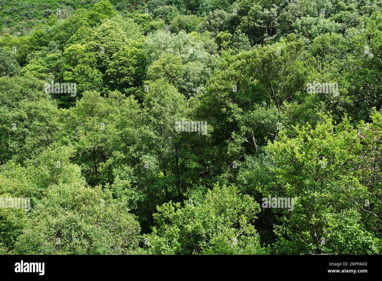 Texture of a mountain forest with many green trees Stock Photo - Alamy