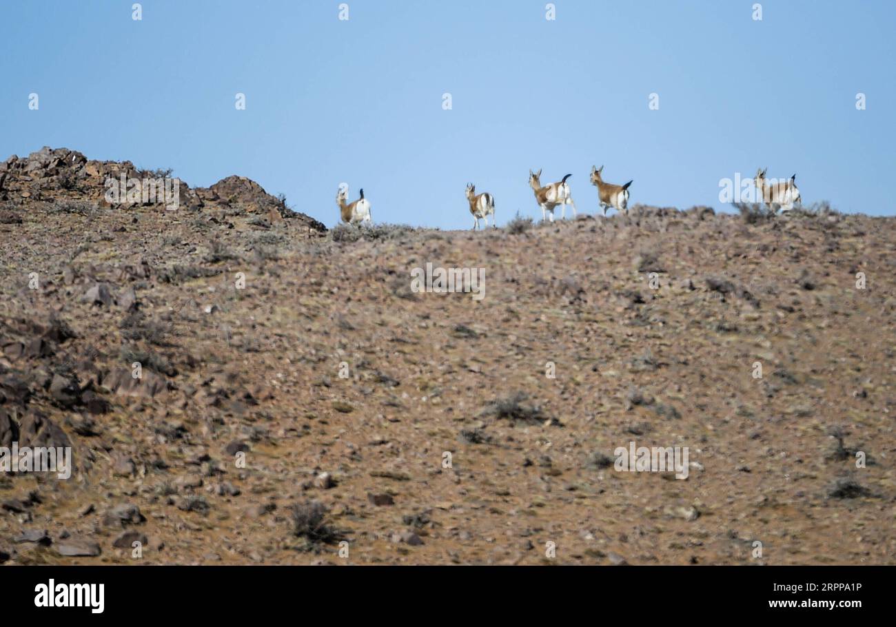 Xilingol league area hi-res stock photography and images - Alamy