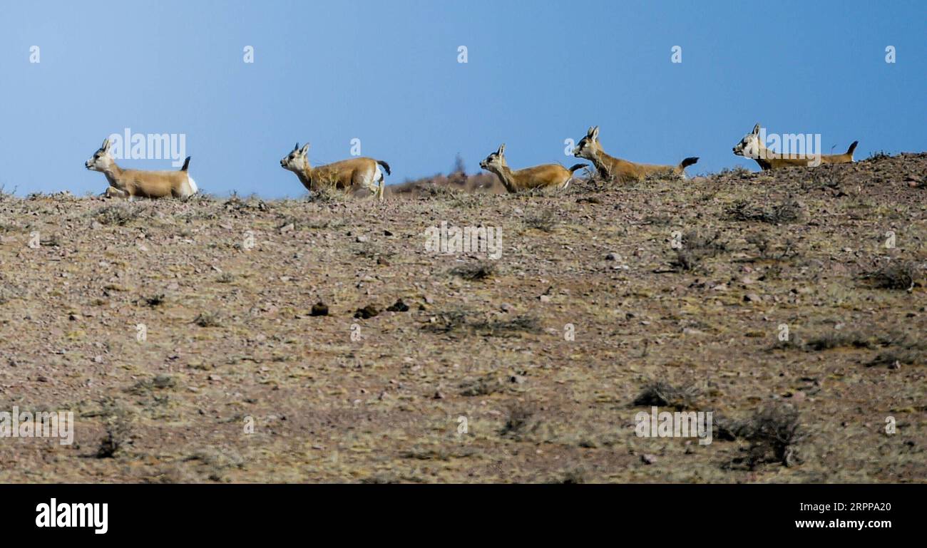 Xilingol league area hi-res stock photography and images - Alamy