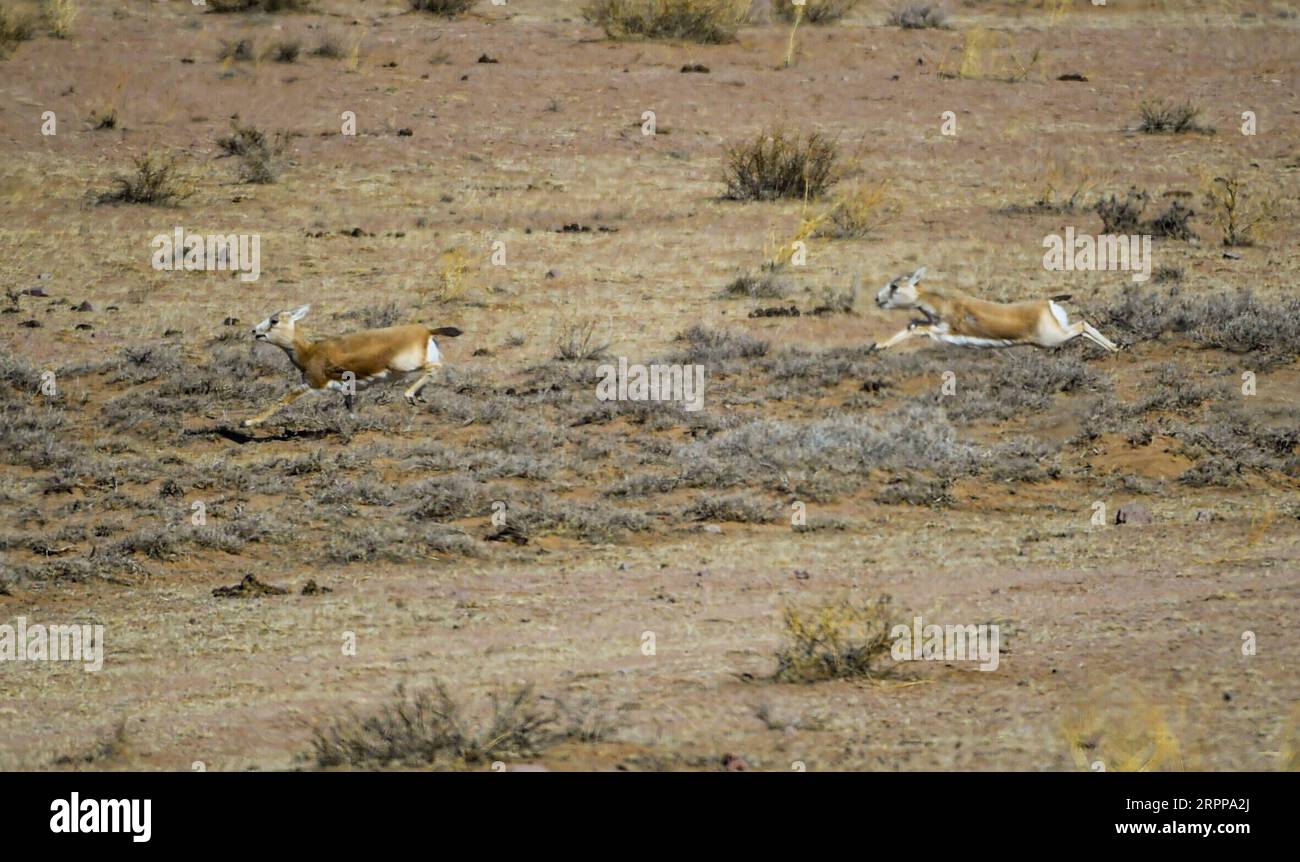 Xilingol league area hi-res stock photography and images - Alamy