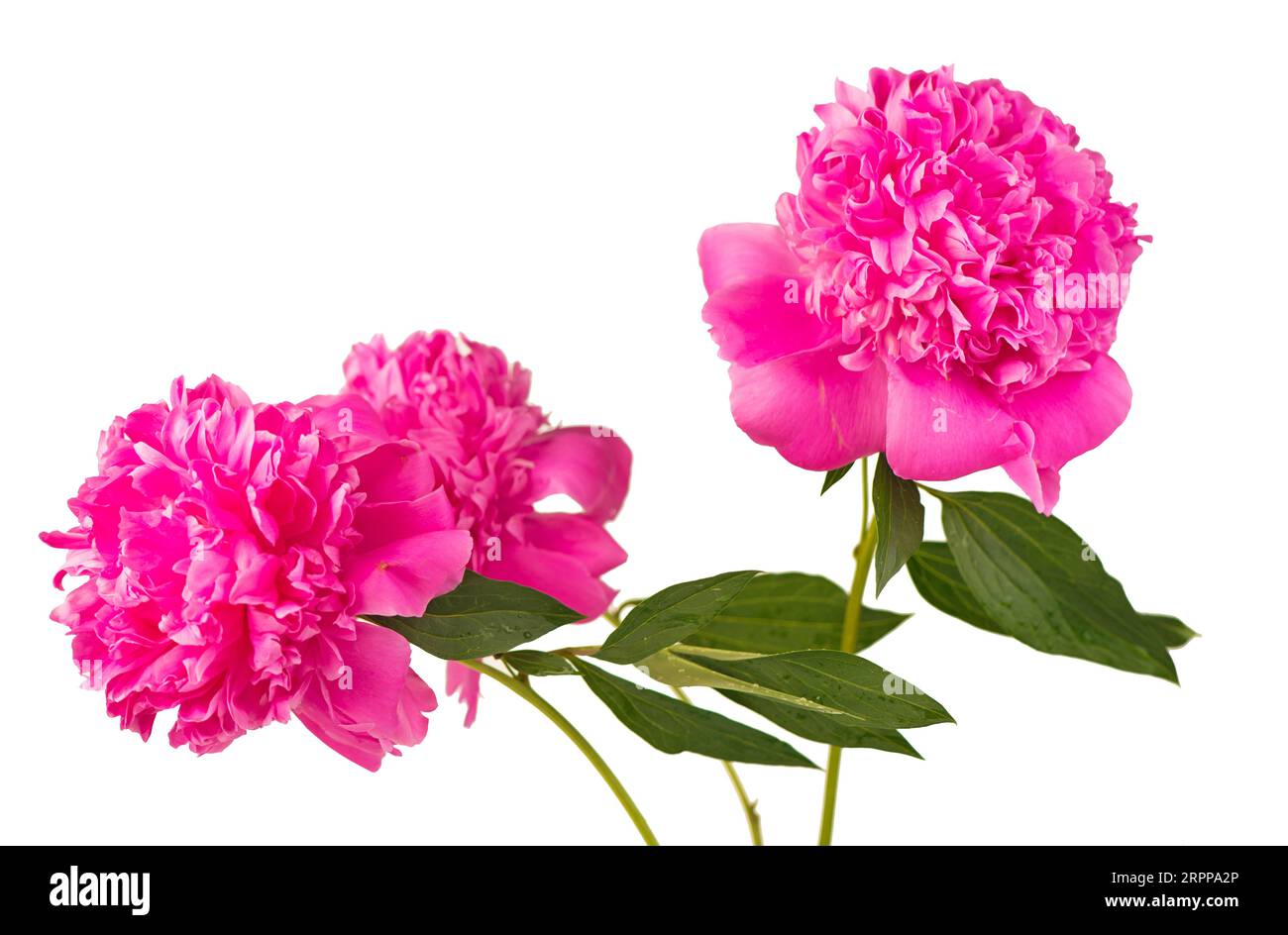 Beautiful pink peony. Blooming peony flower is open, close-up. Wedding ...
