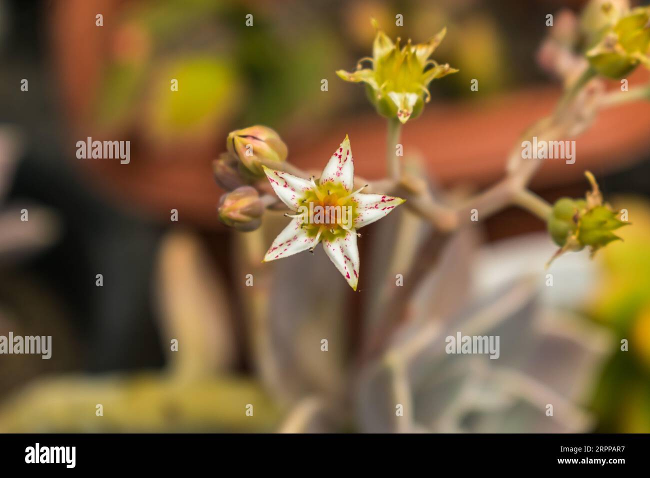 Close up of a flower of a Graptopetalum paraguayense succulent, aka ...