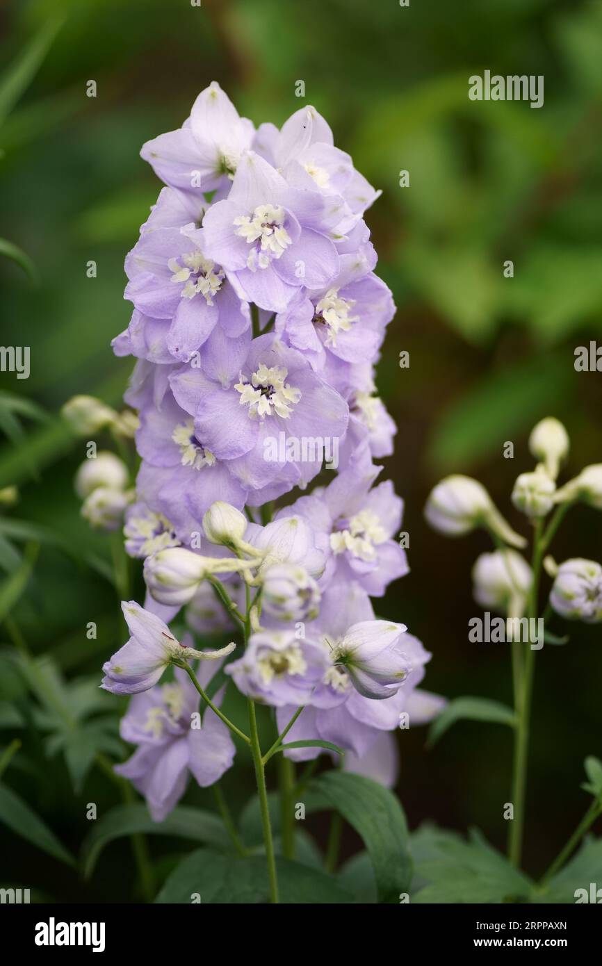 blooming delphinium. Blue flower is the delphinium in the garden on a ...