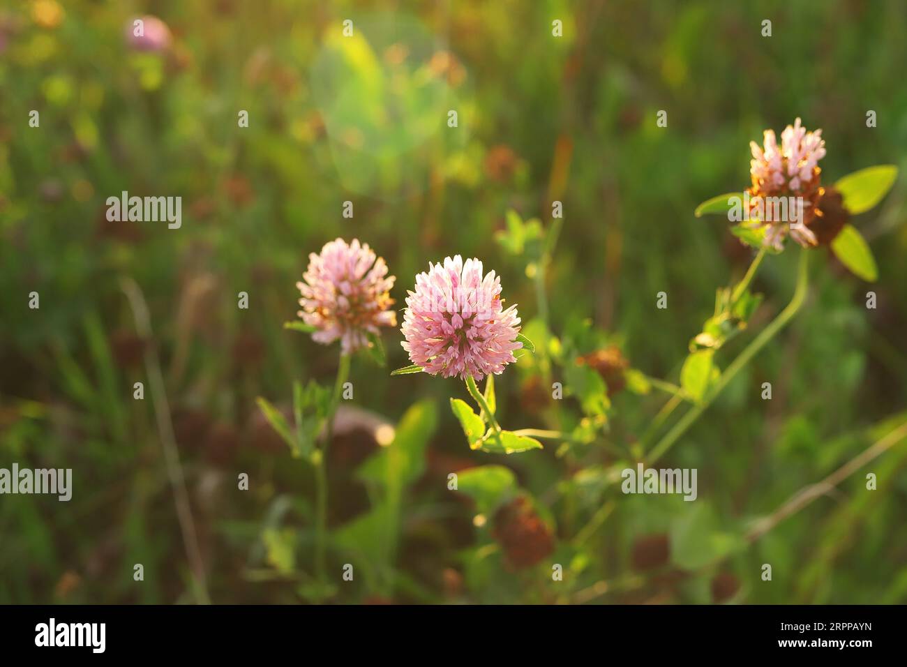 Pink Red Clover Flower Trifolium pratense plant close-up in field ...