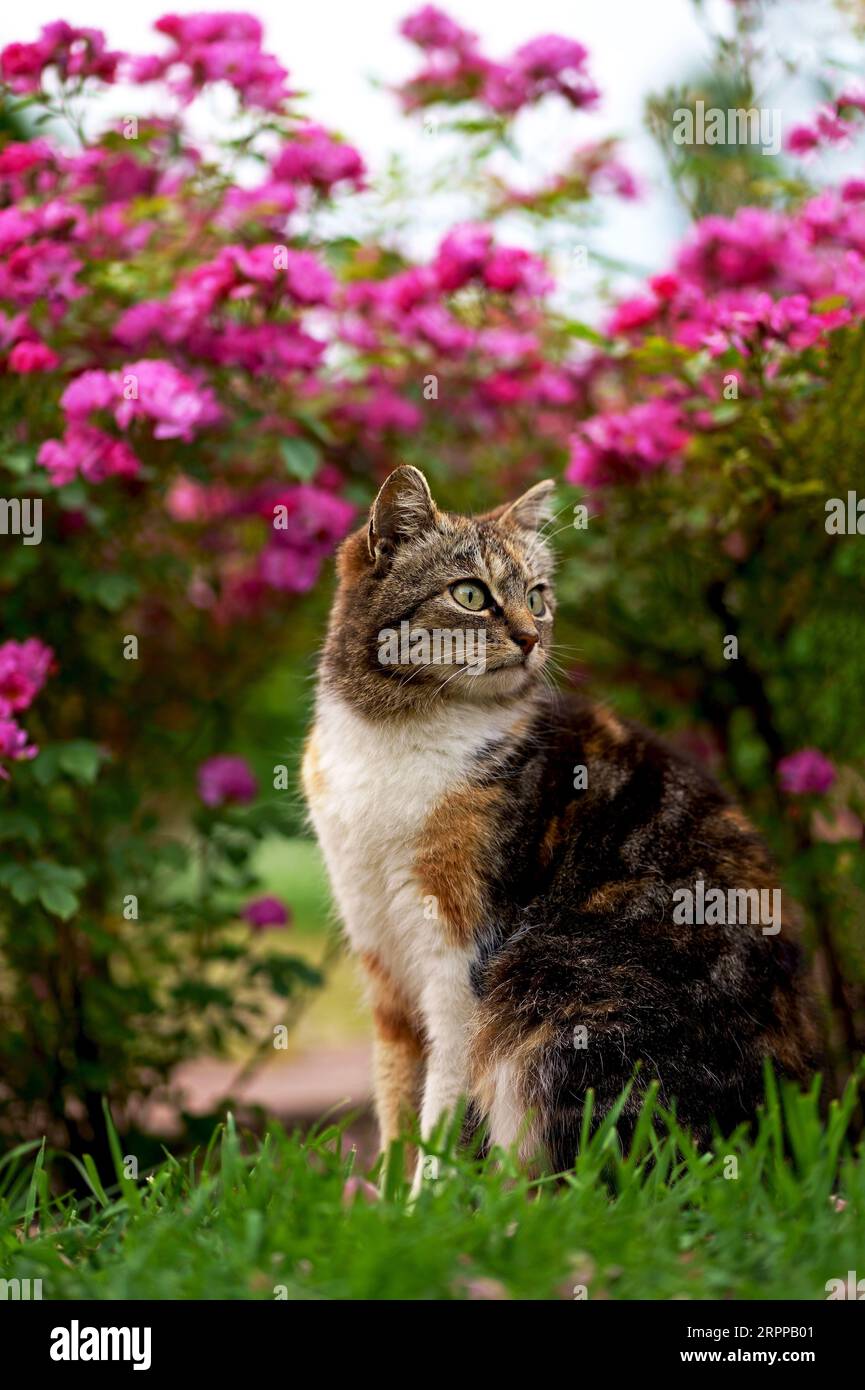A beautiful cat sits under the bushes of blooming roses on a summer day ...