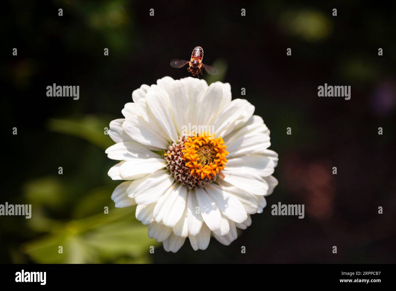 Bee flying towards a flower hi-res stock photography and images - Alamy