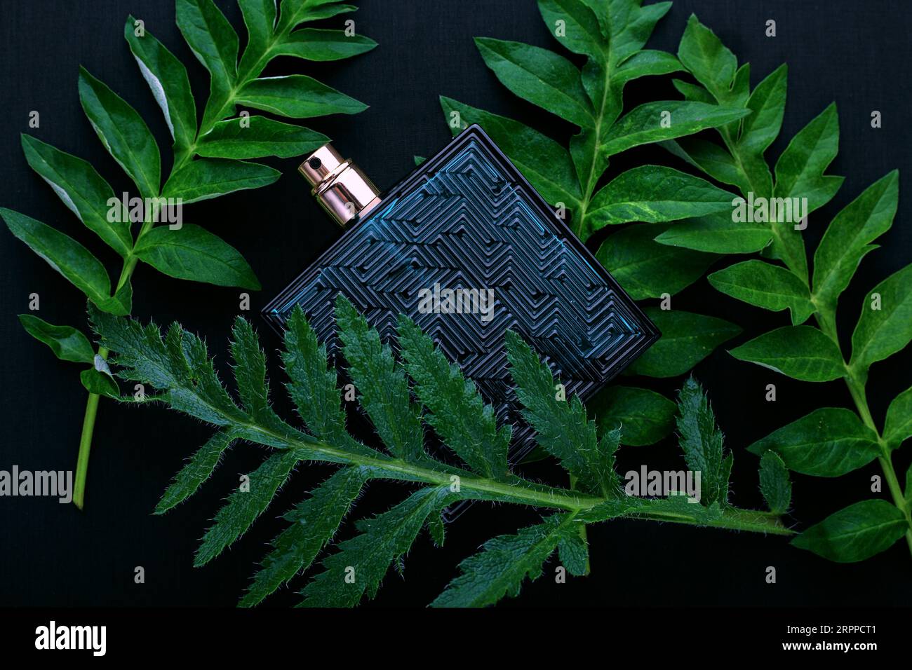 Spray of green leaves hi-res stock photography and images - Alamy