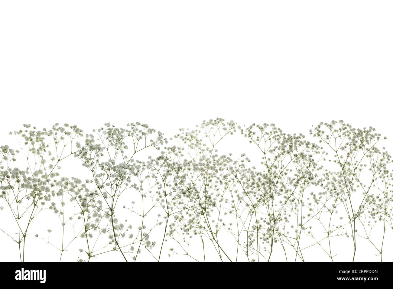 Delicate dried flower border isolated on white background Stock Photo ...