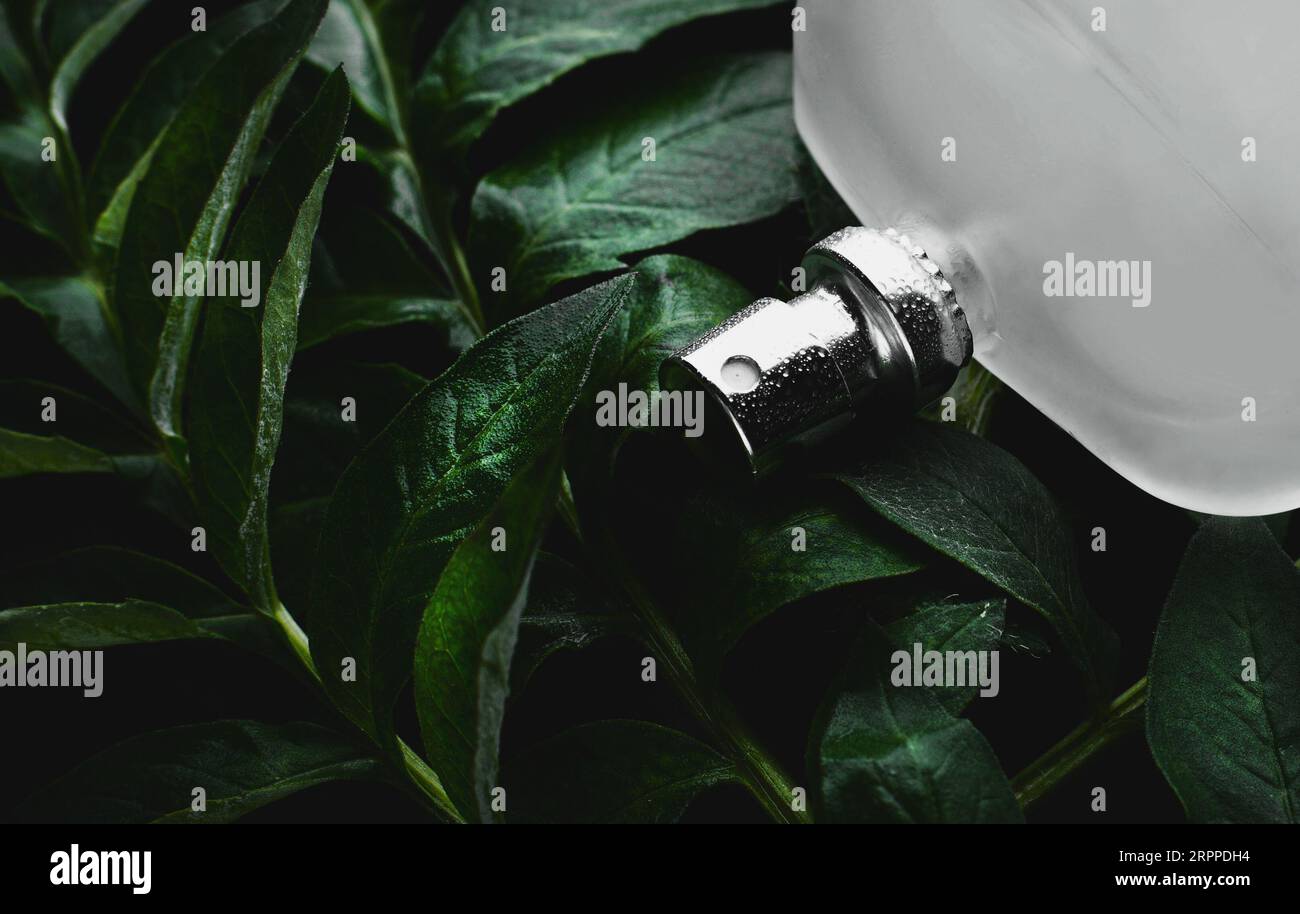 Perfume and green fresh leaves Stock Photo - Alamy