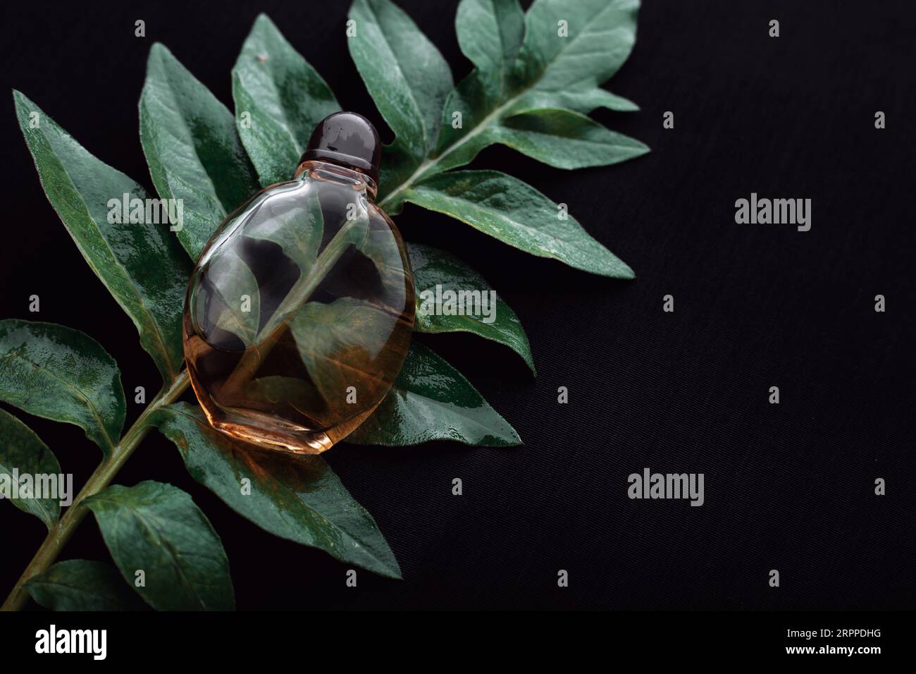 Spray of green leaves hi-res stock photography and images - Alamy