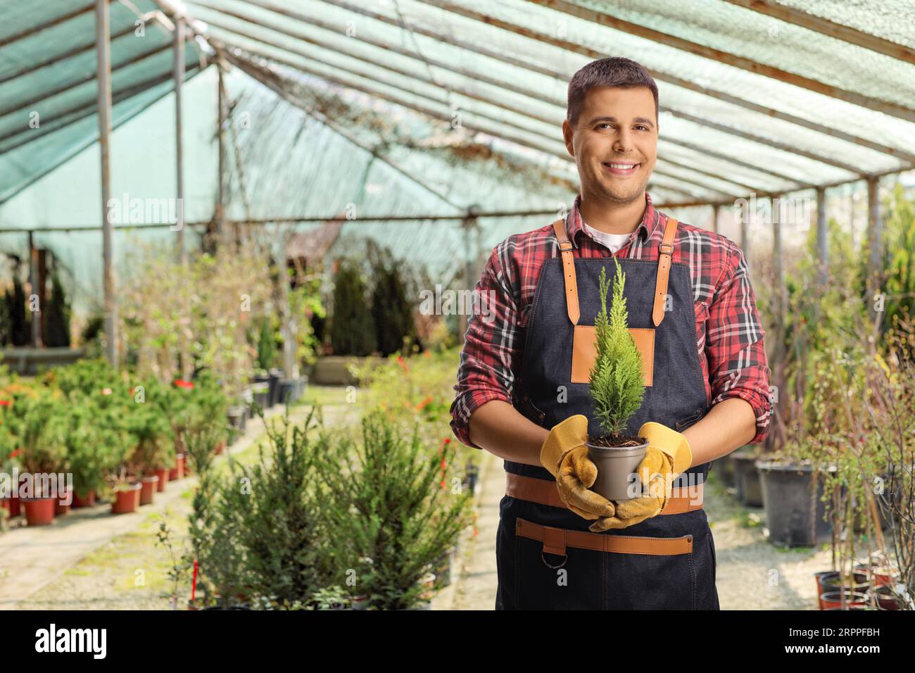 Gardener is planting a young tree hi-res stock photography and images ...