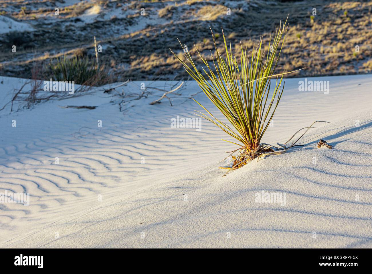 Gypsum dune fields at White Sands National Monument located within the ...