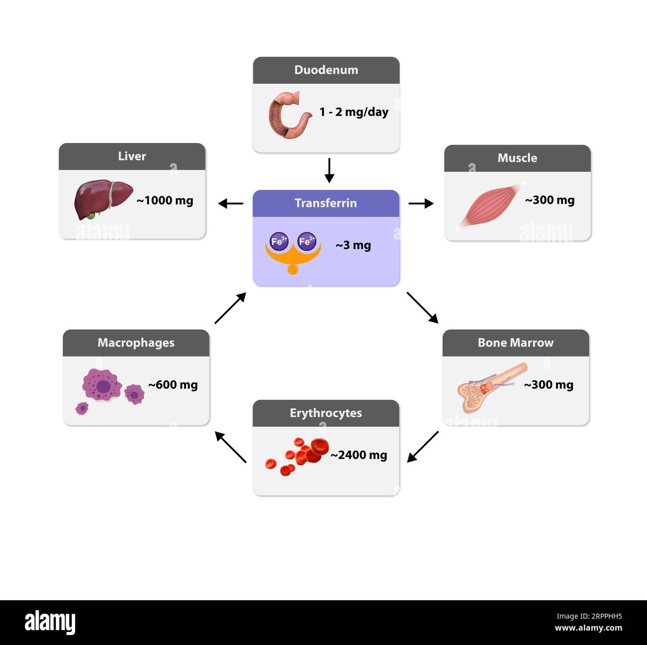 distribution of iron in the body, Iron metabolism. from liver ...