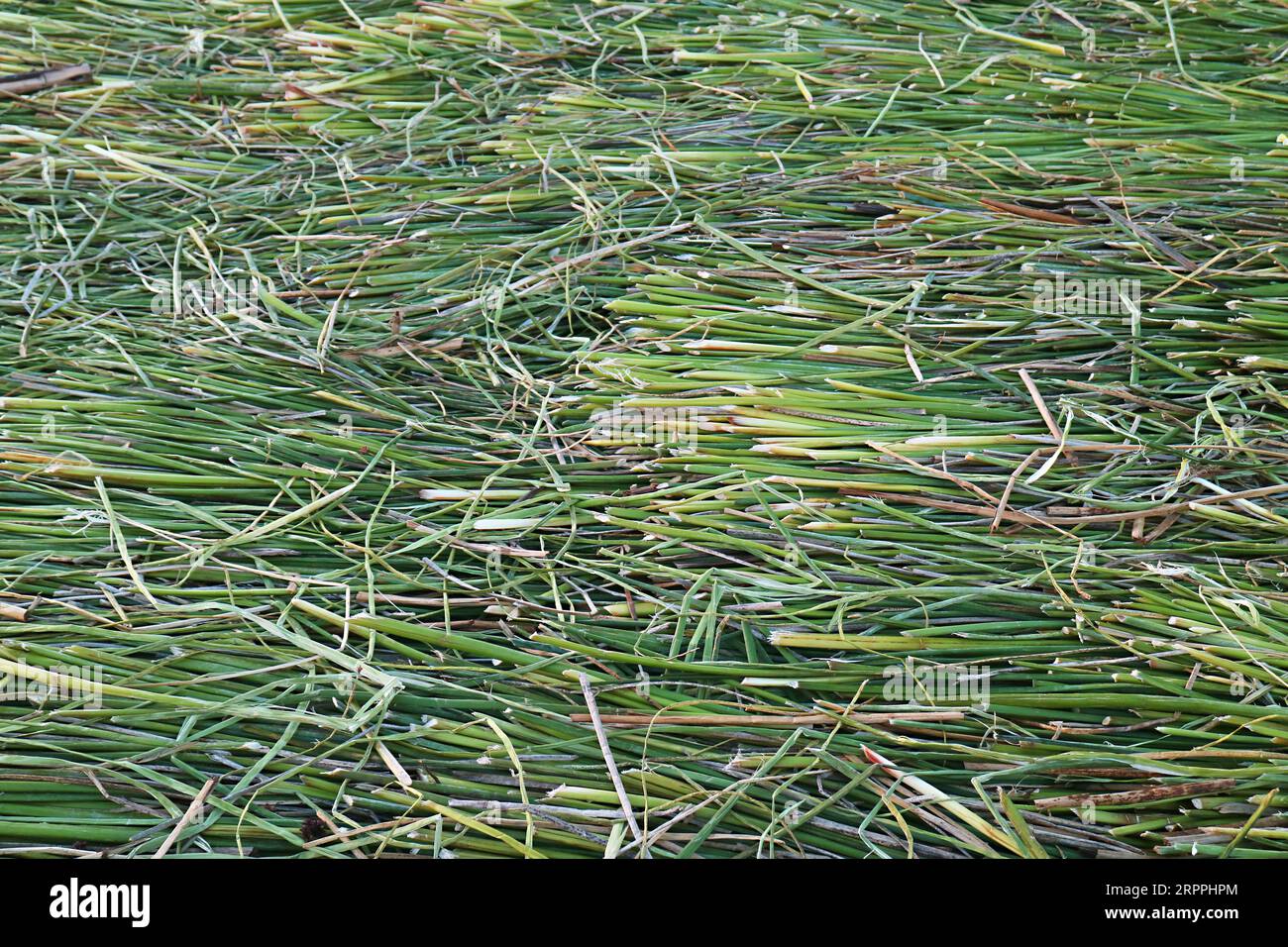 Ground of Uros Floating Islands Made of Totora Reeds, Lake Titicaca ...