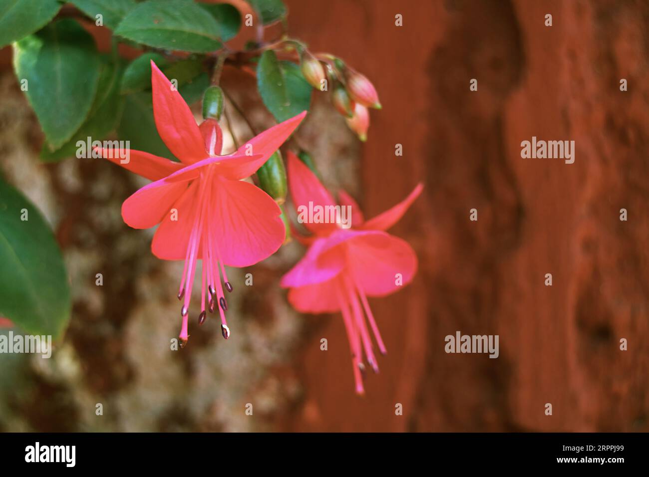 Closeup of a Pair of Stunning Hot Pink Fuchsia Flowers, Cusco, Peru ...