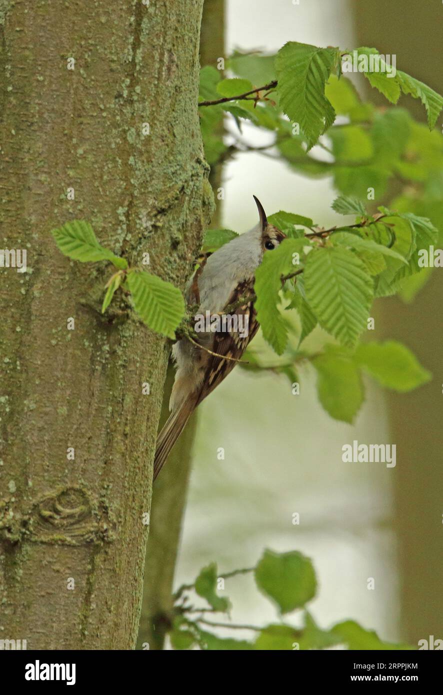 Eurasian Treecreeper (Certhia familiaris) adult clinging to tree trunk ...