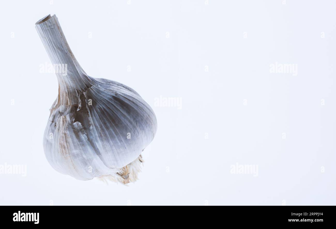 Garlic head plant hi-res stock photography and images - Alamy