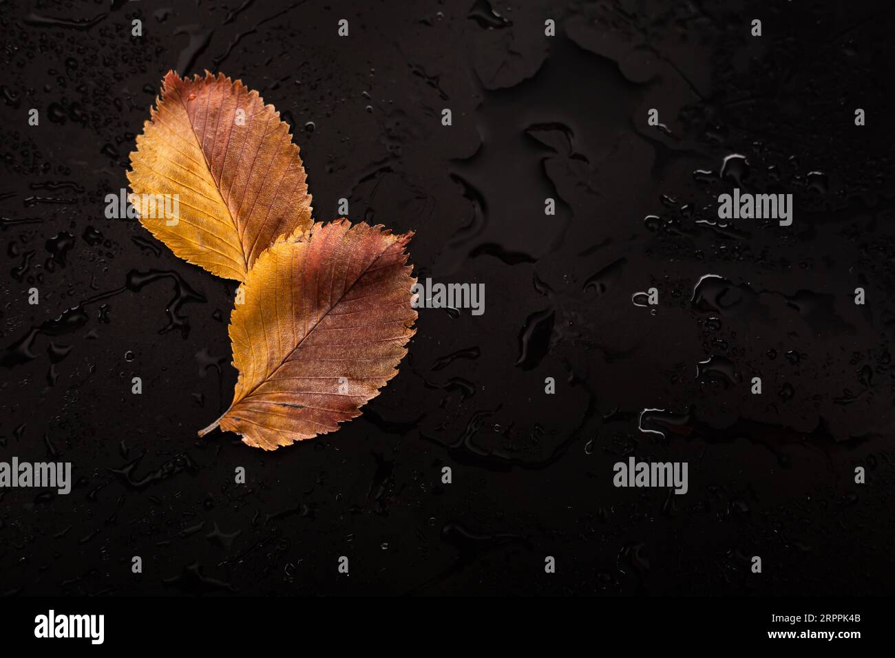 Autumn background. Acorns and leaves Stock Photo - Alamy