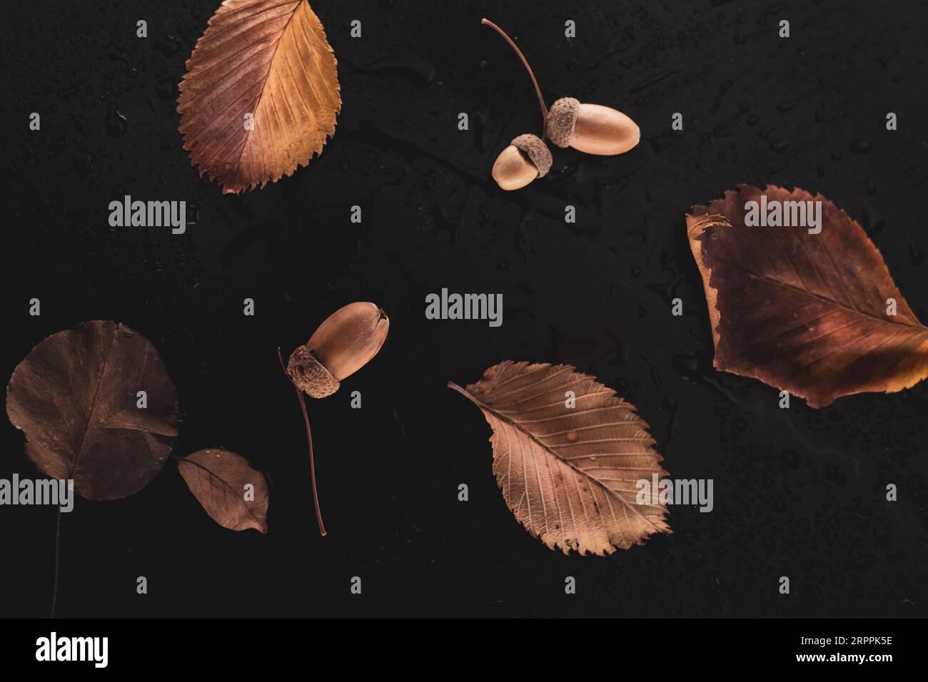 Autumn background. Acorns and leaves Stock Photo - Alamy