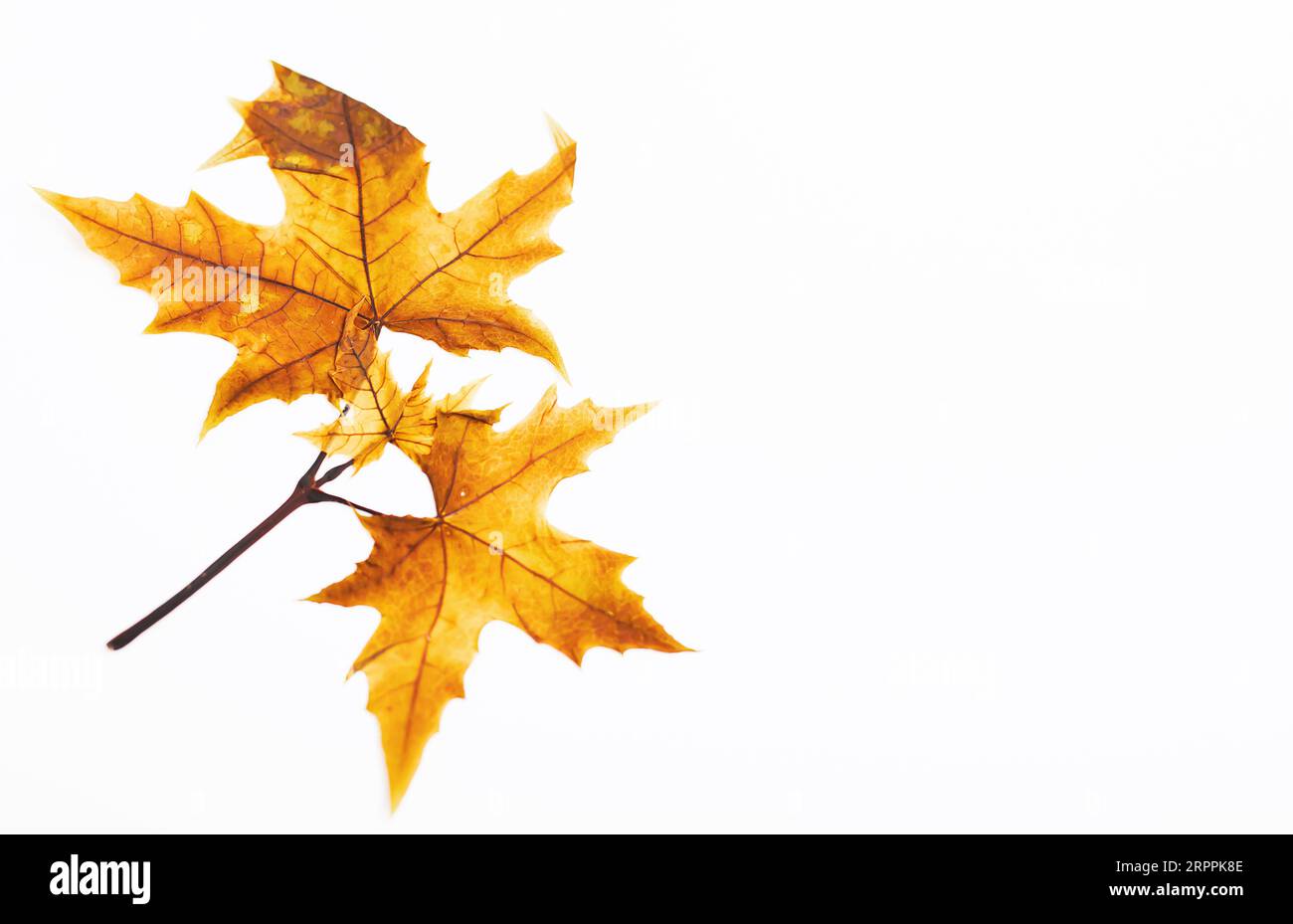 Autumn background. Acorns and leaves Stock Photo - Alamy
