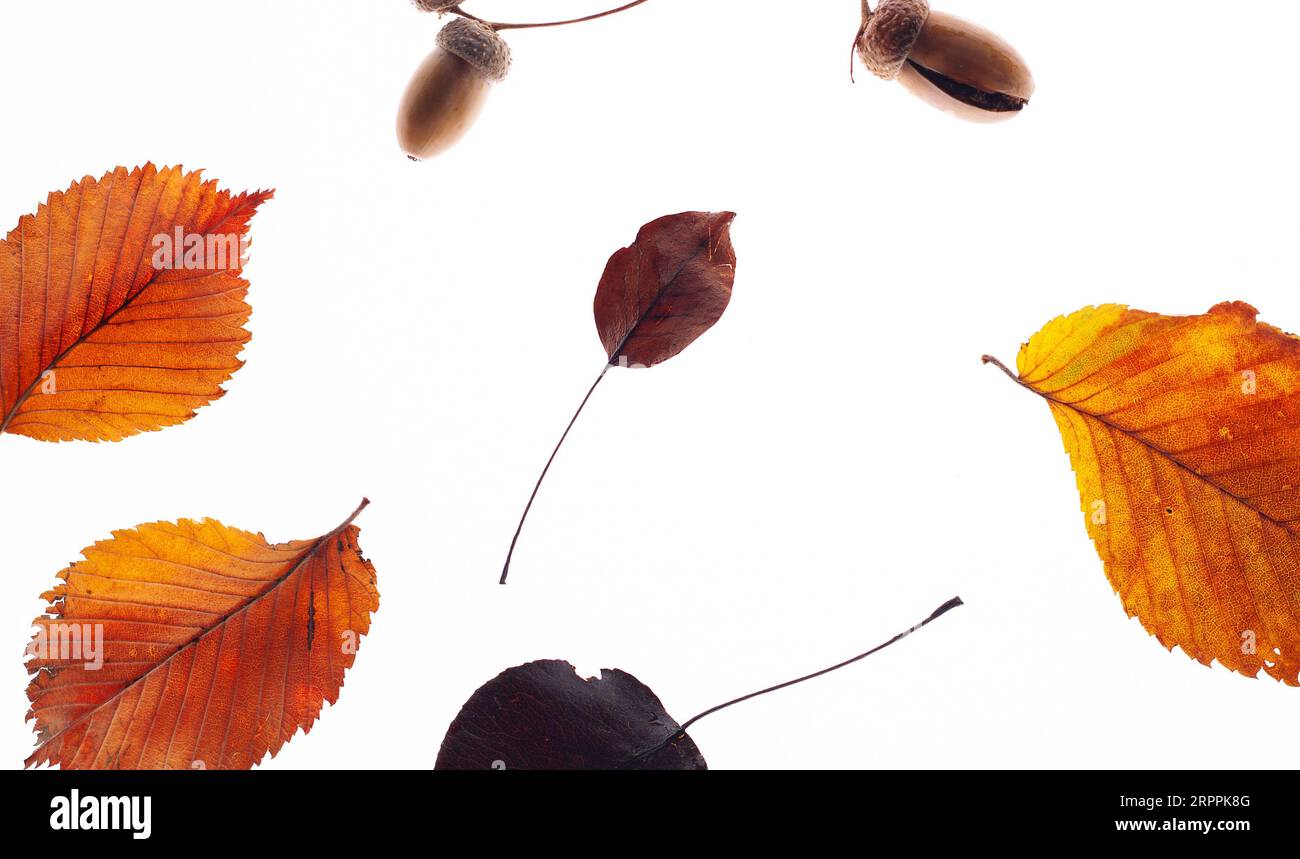 Autumn background. Acorns and leaves Stock Photo - Alamy