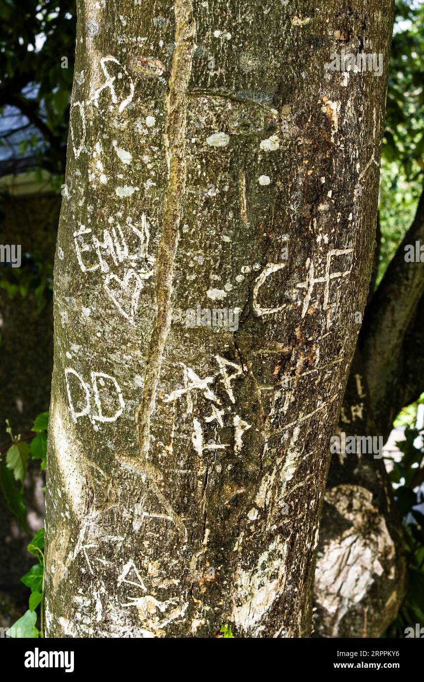 A close up view of initials and names carved into the bark of a tree ...