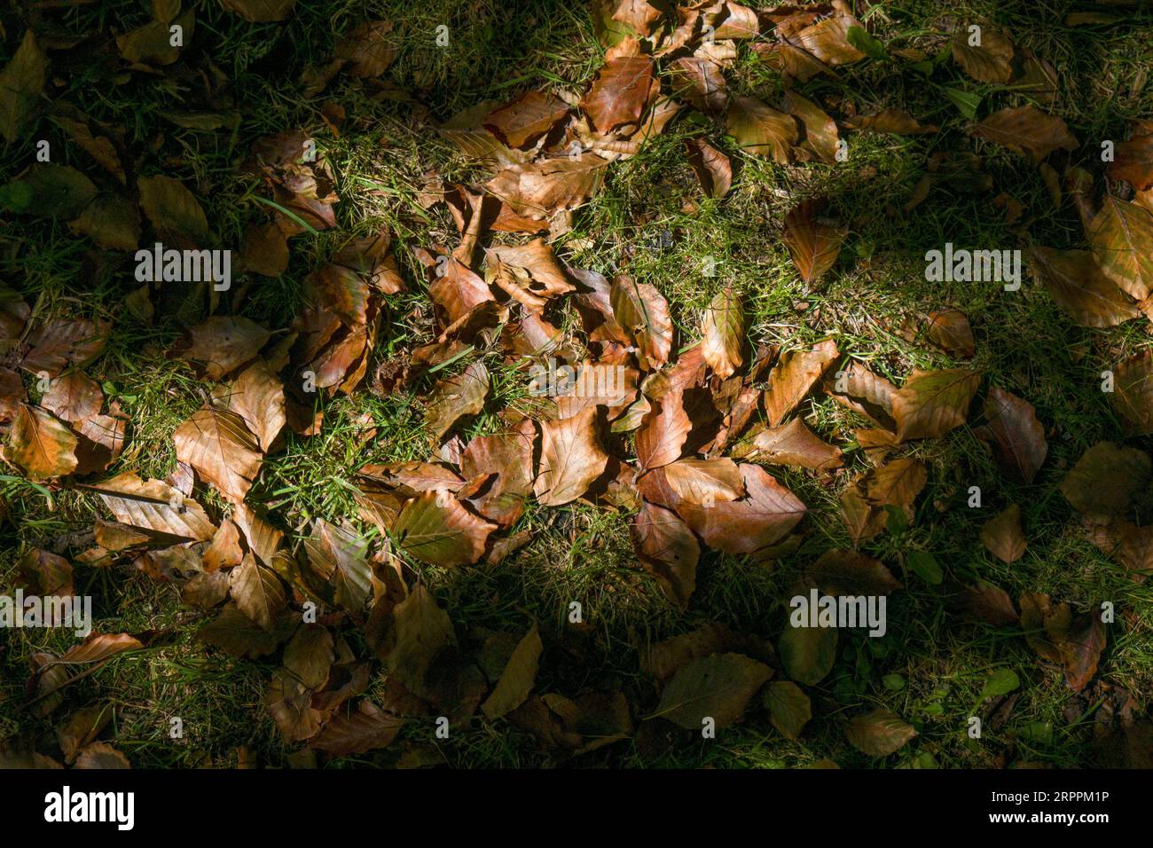 Dead Beech tree Fagus sylvatic leaves lying on the ground in dappled ...