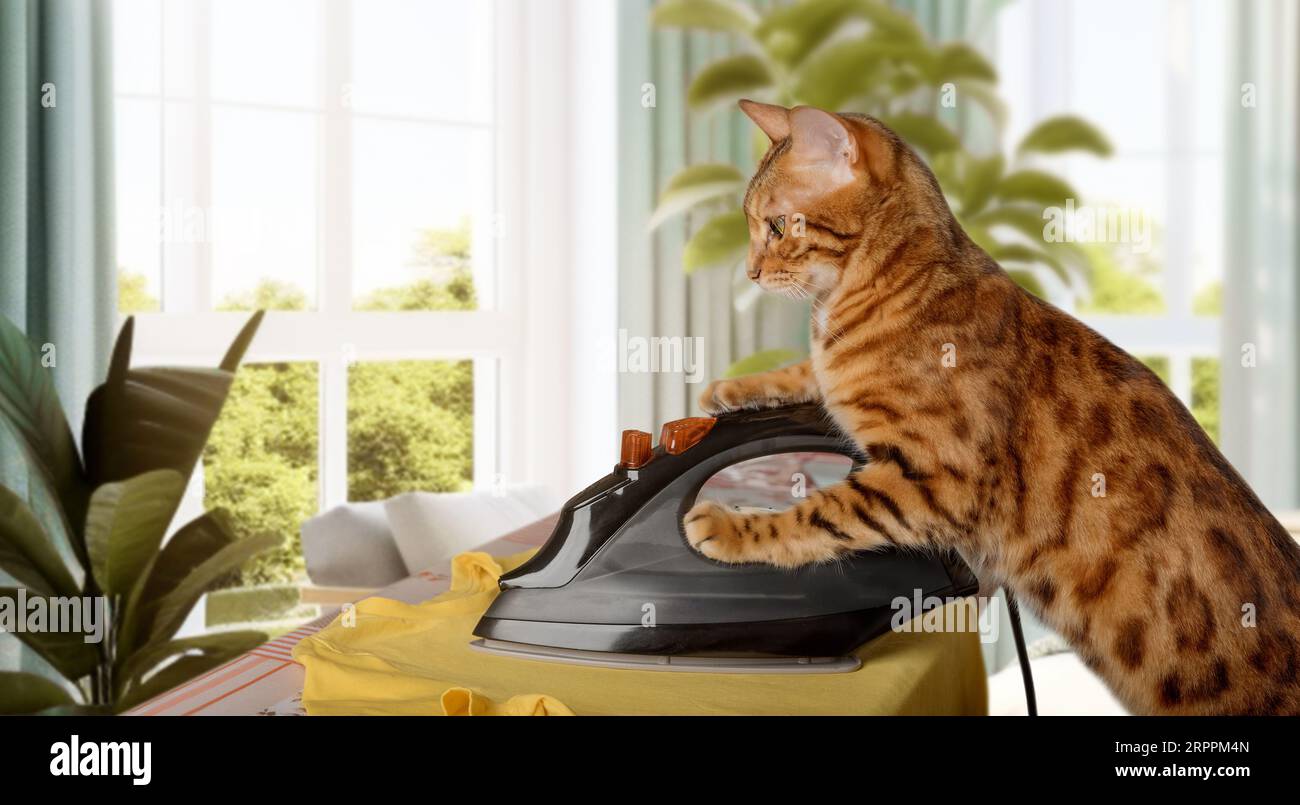 Homemaking hi-res stock photography and images - Alamy