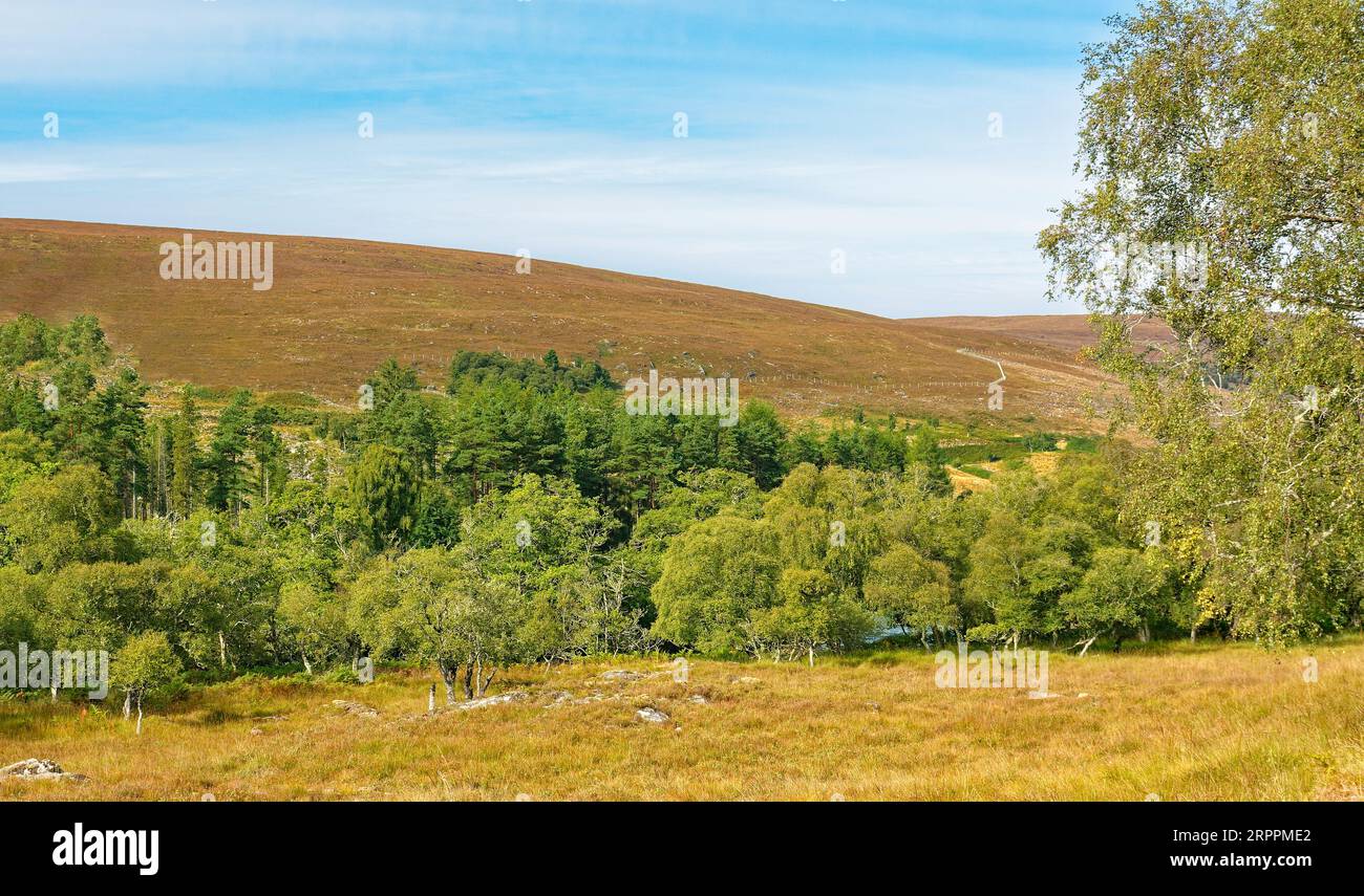 Rosehall Glen Cassley Scotland very old Birch Trees Betula pendula ...