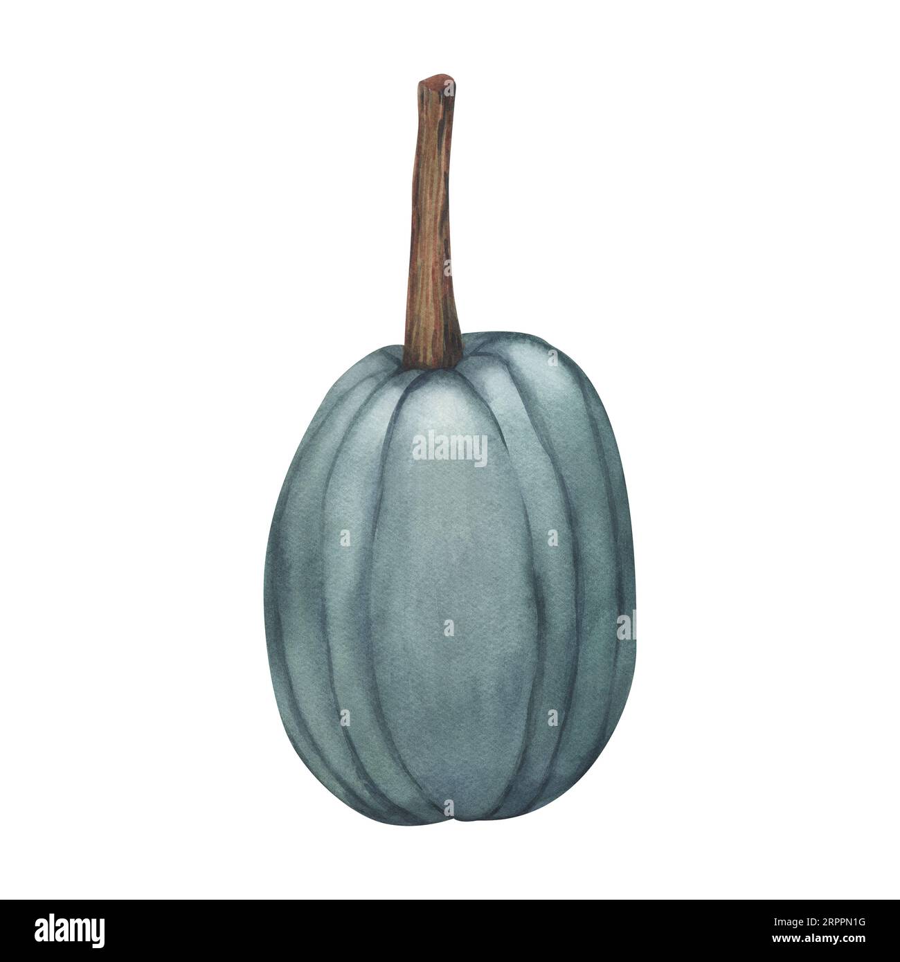 Watercolor realistic whole fresh blue pumpkin. Hand-drawn illustration ...