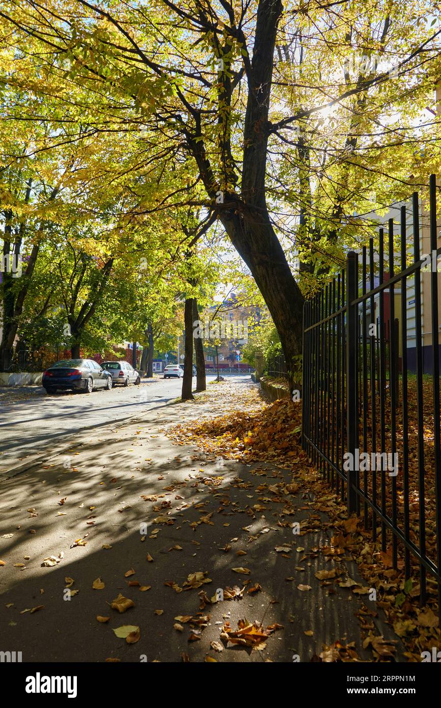 Leaves under the tree hi-res stock photography and images - Alamy