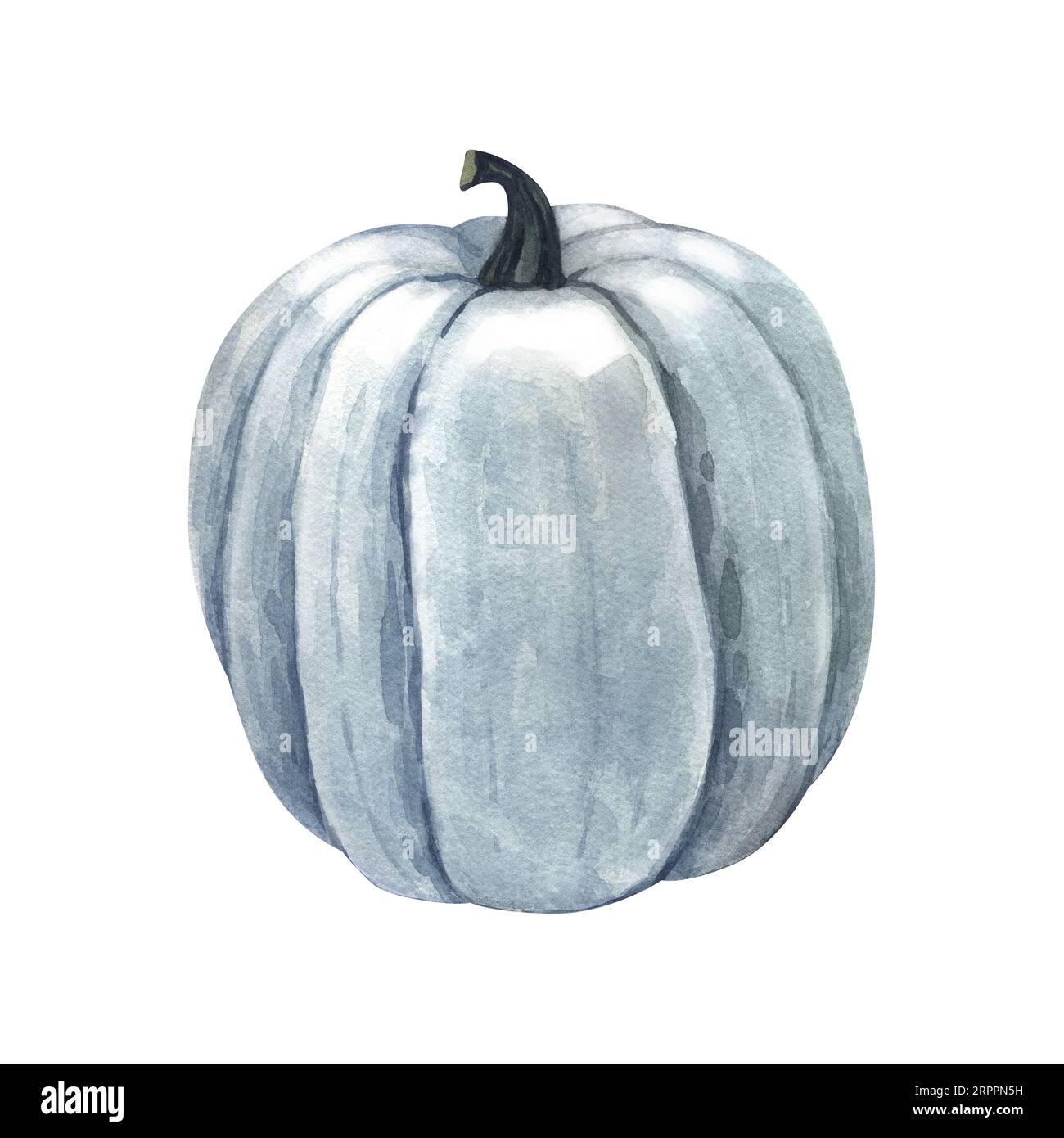 Watercolor realistic whole fresh blue pumpkin. Hand-drawn illustration ...