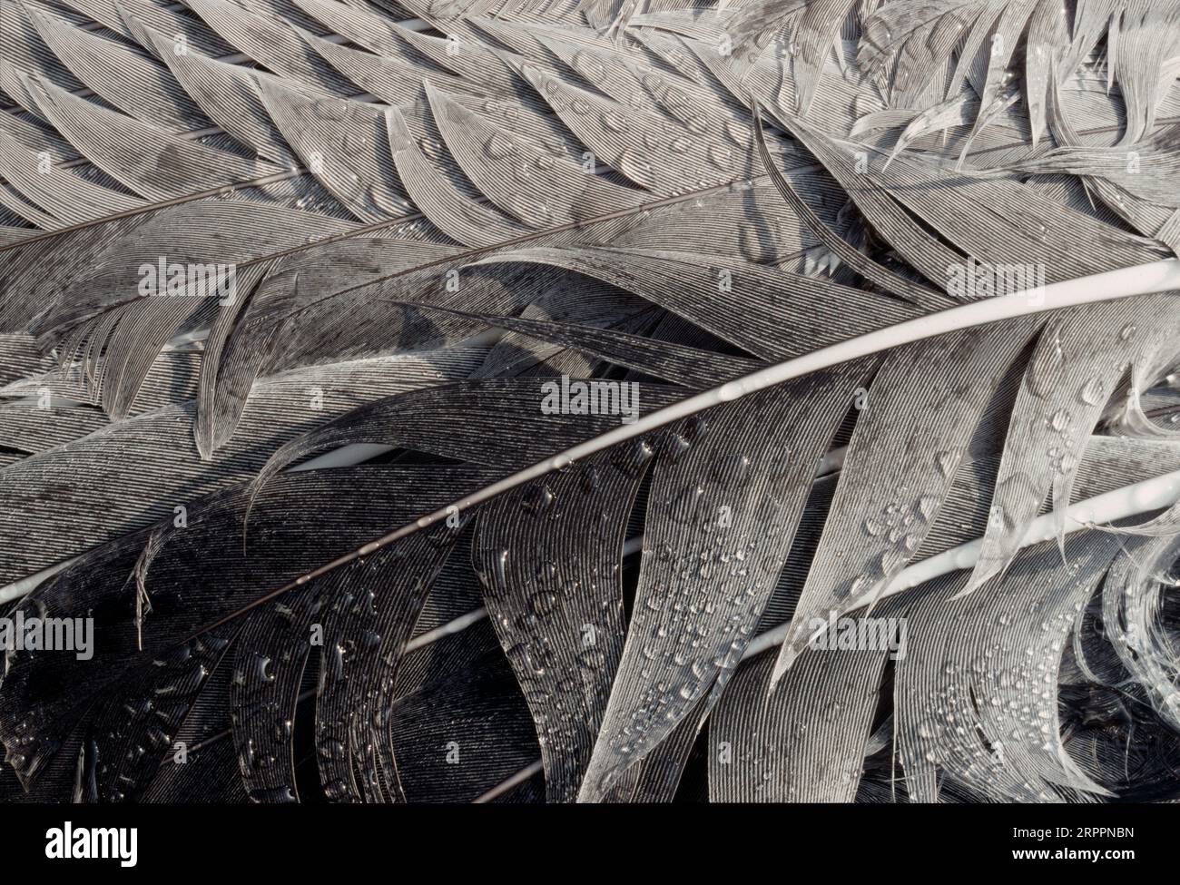 Dead wildfowl hi-res stock photography and images - Alamy