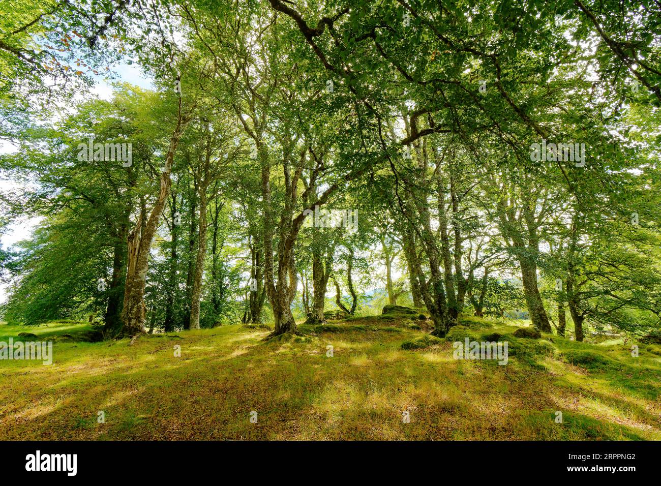 Rosehall Sutherland Scotland River Cassley waterfalls trees alongside ...