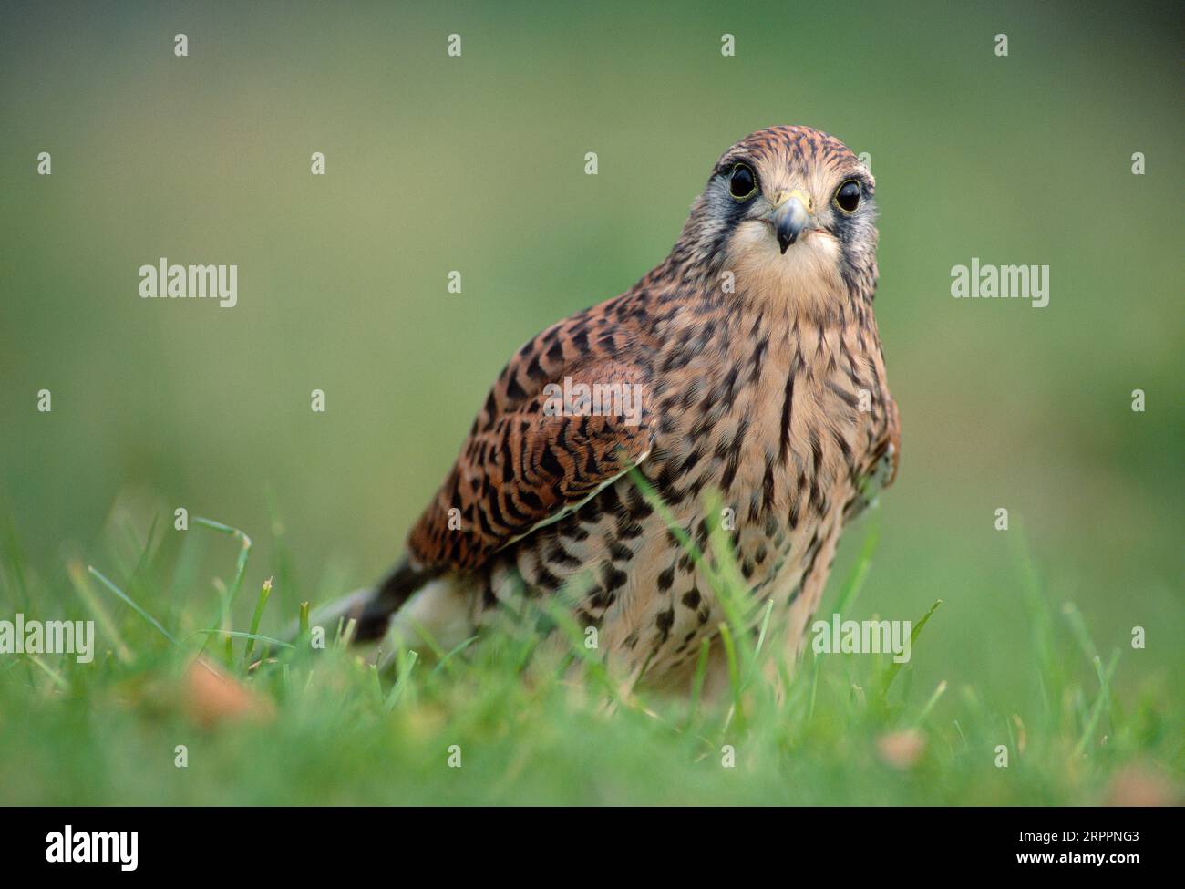 Earthworm predator hi-res stock photography and images - Alamy