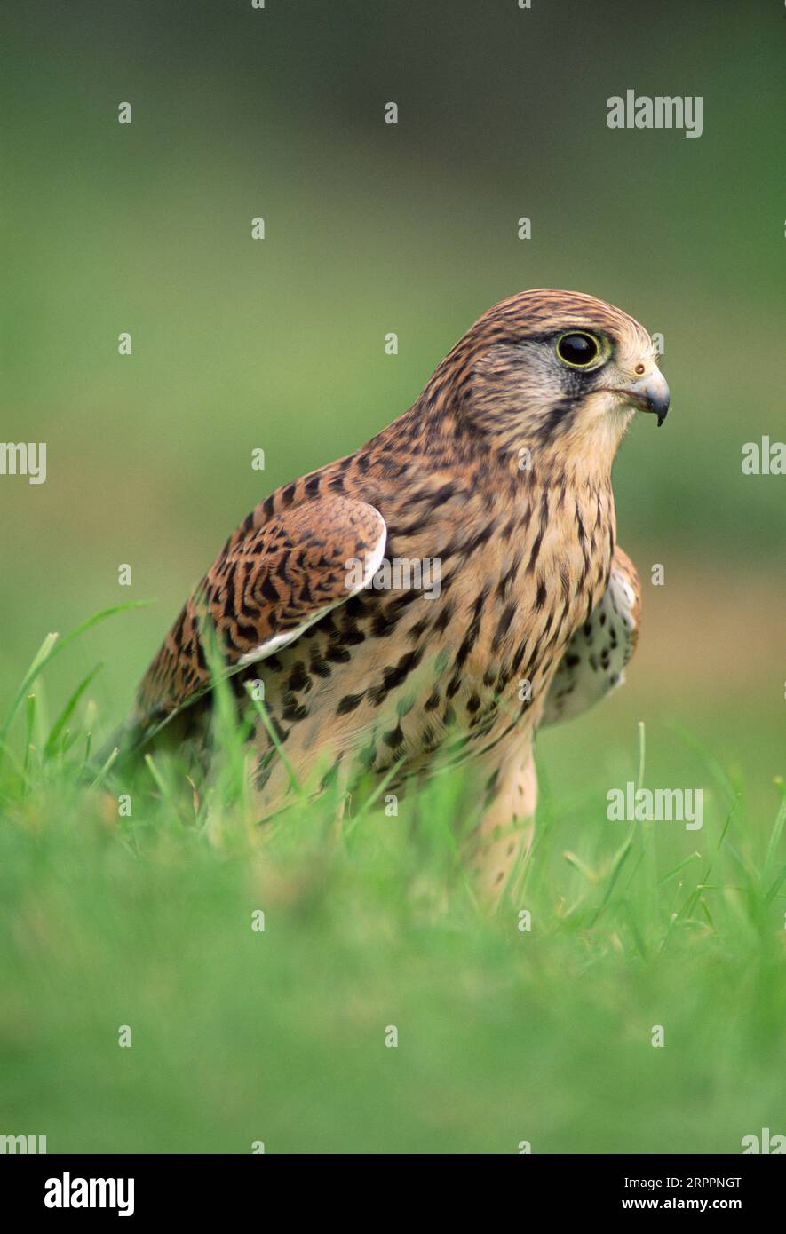 Kestrel (Falco tinnunculus) female bird on grassland having caught an ...