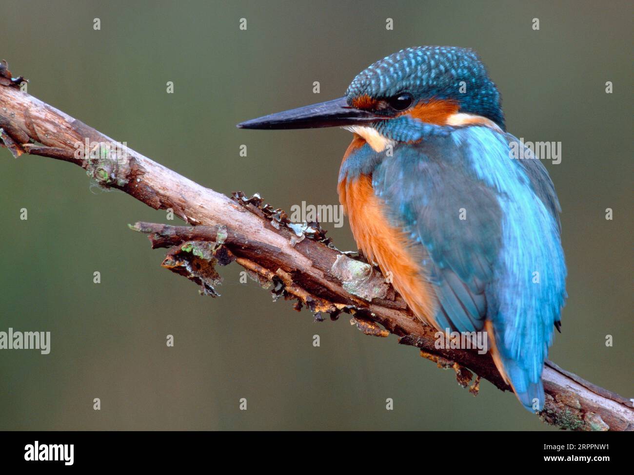 River whiteadder hi-res stock photography and images - Alamy