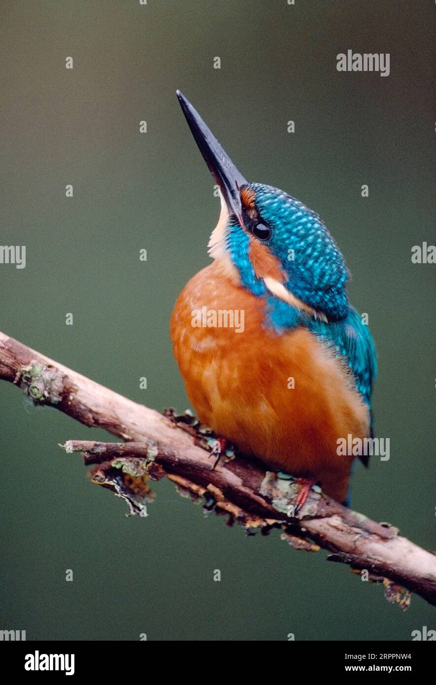 Kingfisher (Alcedo atthis) on fishing perch overhanging the River ...