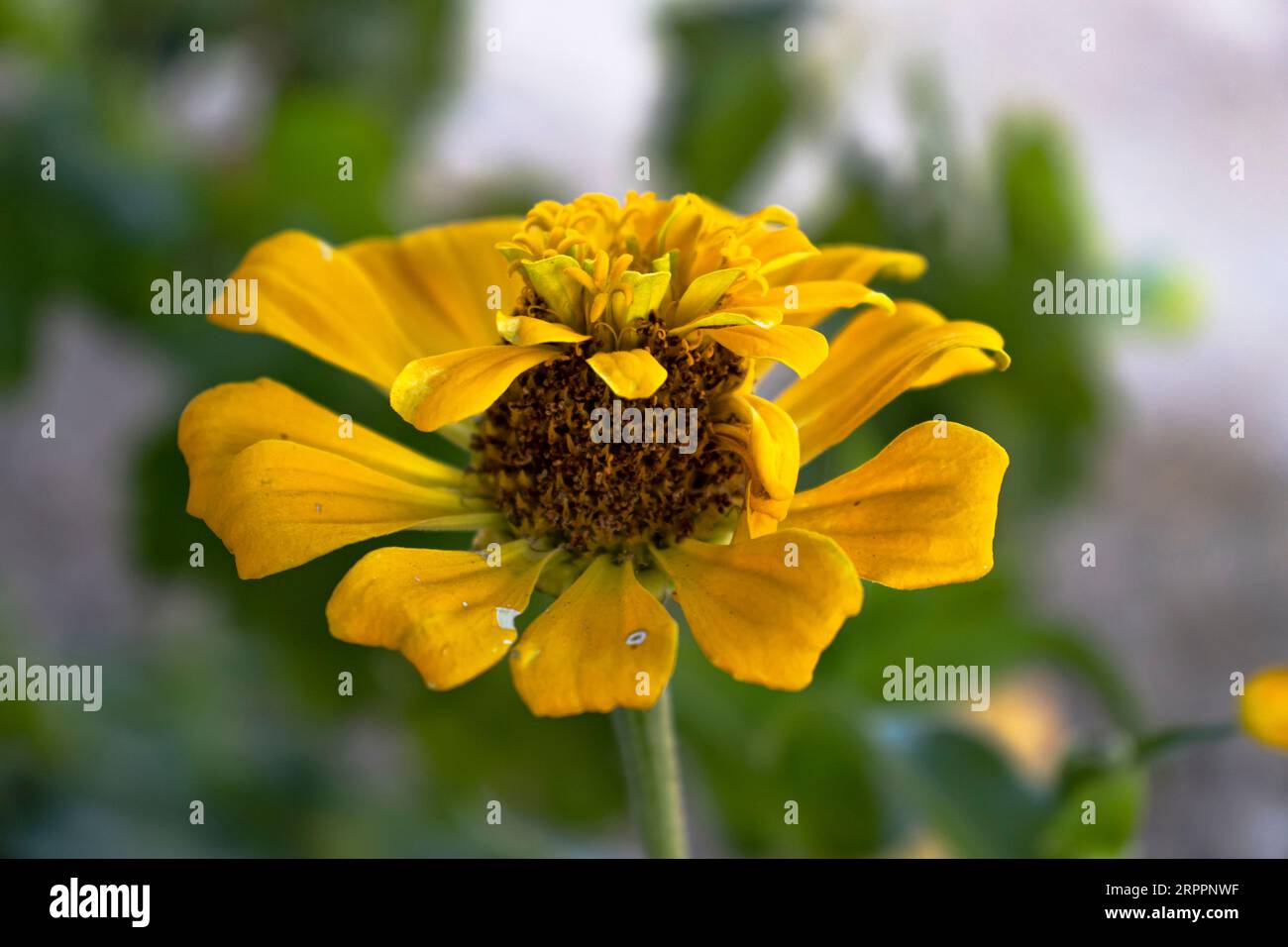 Flor zinnia flor hi-res stock photography and images - Alamy