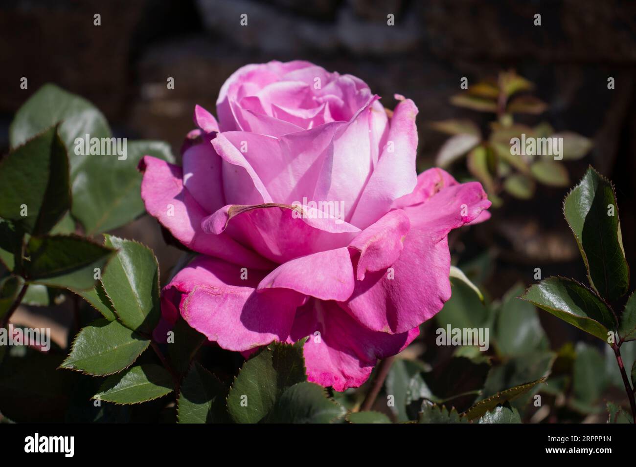 Rosa rose gul hi-res stock photography and images - Alamy