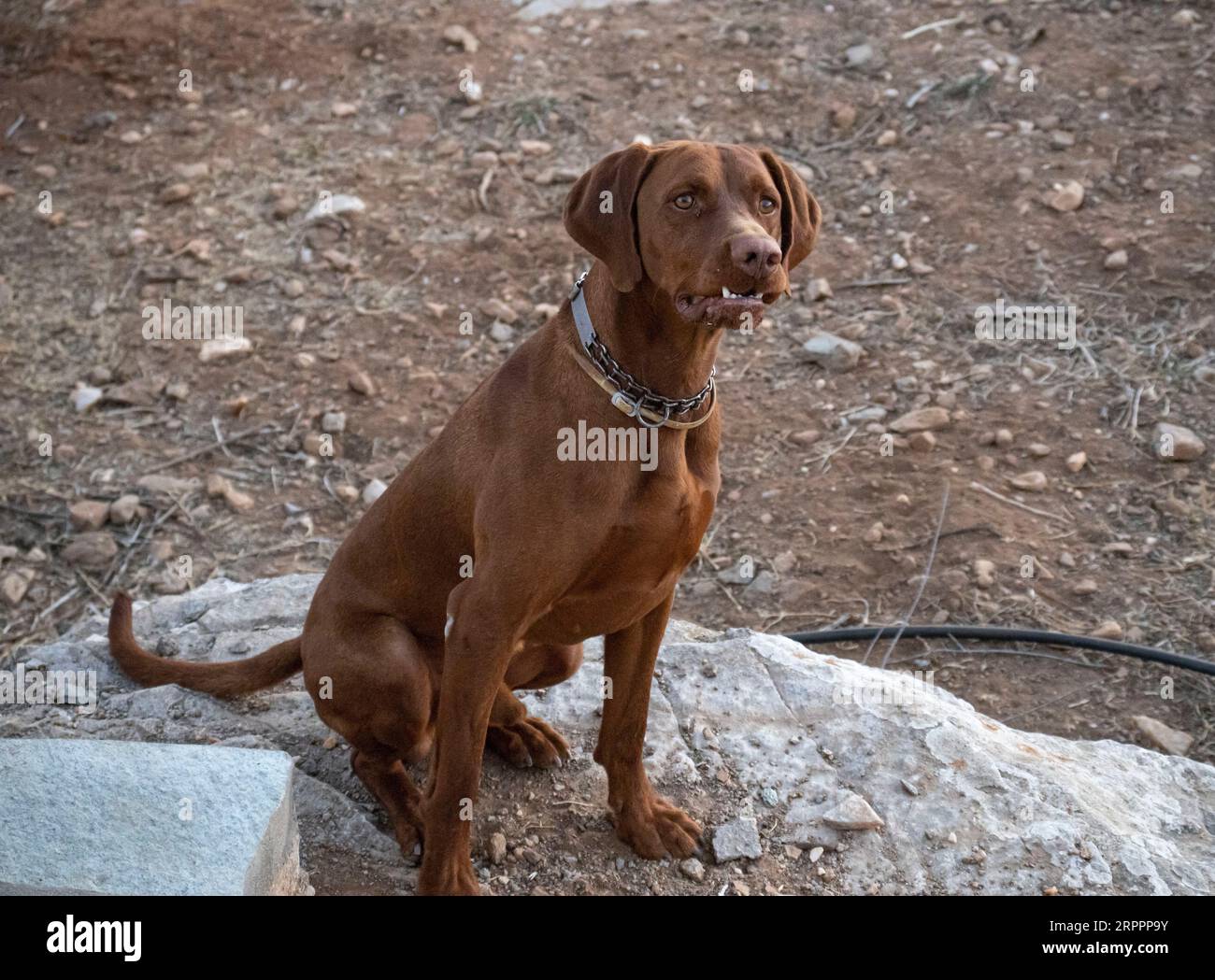 Cachorro vizsla hi-res stock photography and images - Alamy